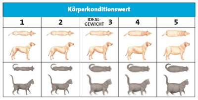 futterlegende-hund-bergewicht-ern-hrungsplan